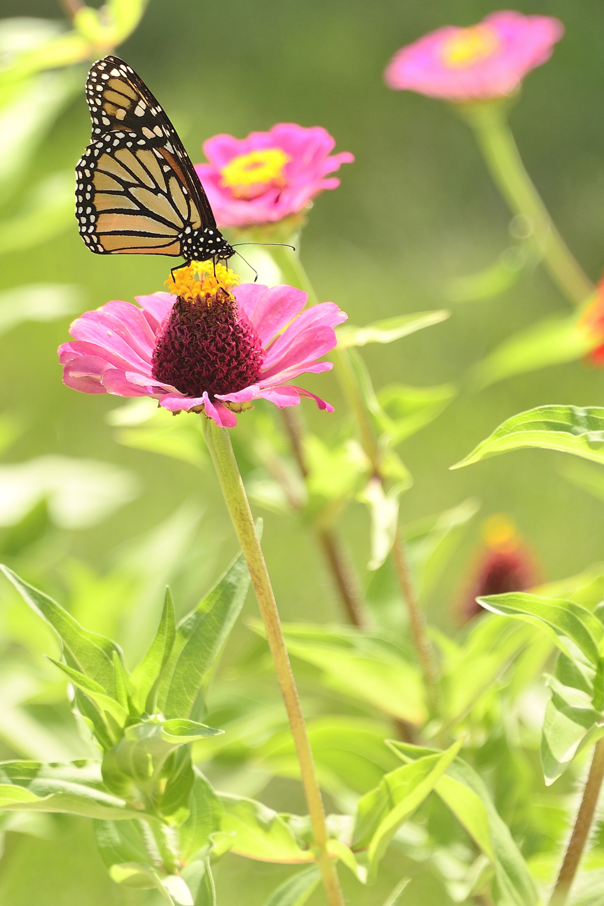 Butterfly Lunch! | Shutterbug